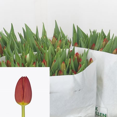 Tulips Rodeo Drive 38cm | Wholesale Dutch Flowers & Florist Supplies UK