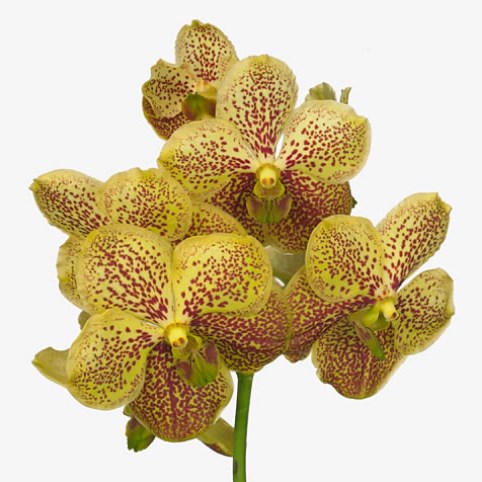 Vanda Orchid Banana Spots x 16 | Wholesale Dutch Flowers & Florist ...