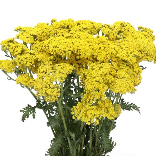 ACHILLEA DISCODIP RED 60cm | Wholesale Dutch Flowers & Florist Supplies UK