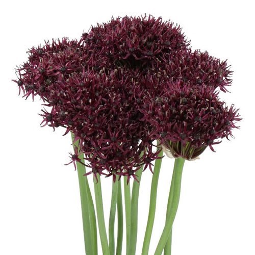 ALLIUM STRATOS 90cm | Wholesale Dutch Flowers & Florist Supplies UK