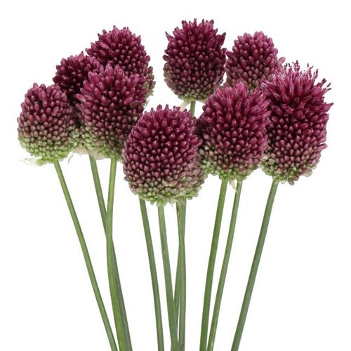 ALLIUM ROSEUM 55cm | Wholesale Dutch Flowers & Florist Supplies UK