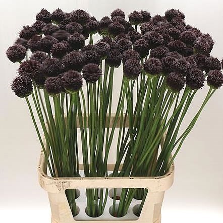 Allium Stratos 75cm | Wholesale Dutch Flowers & Florist Supplies UK