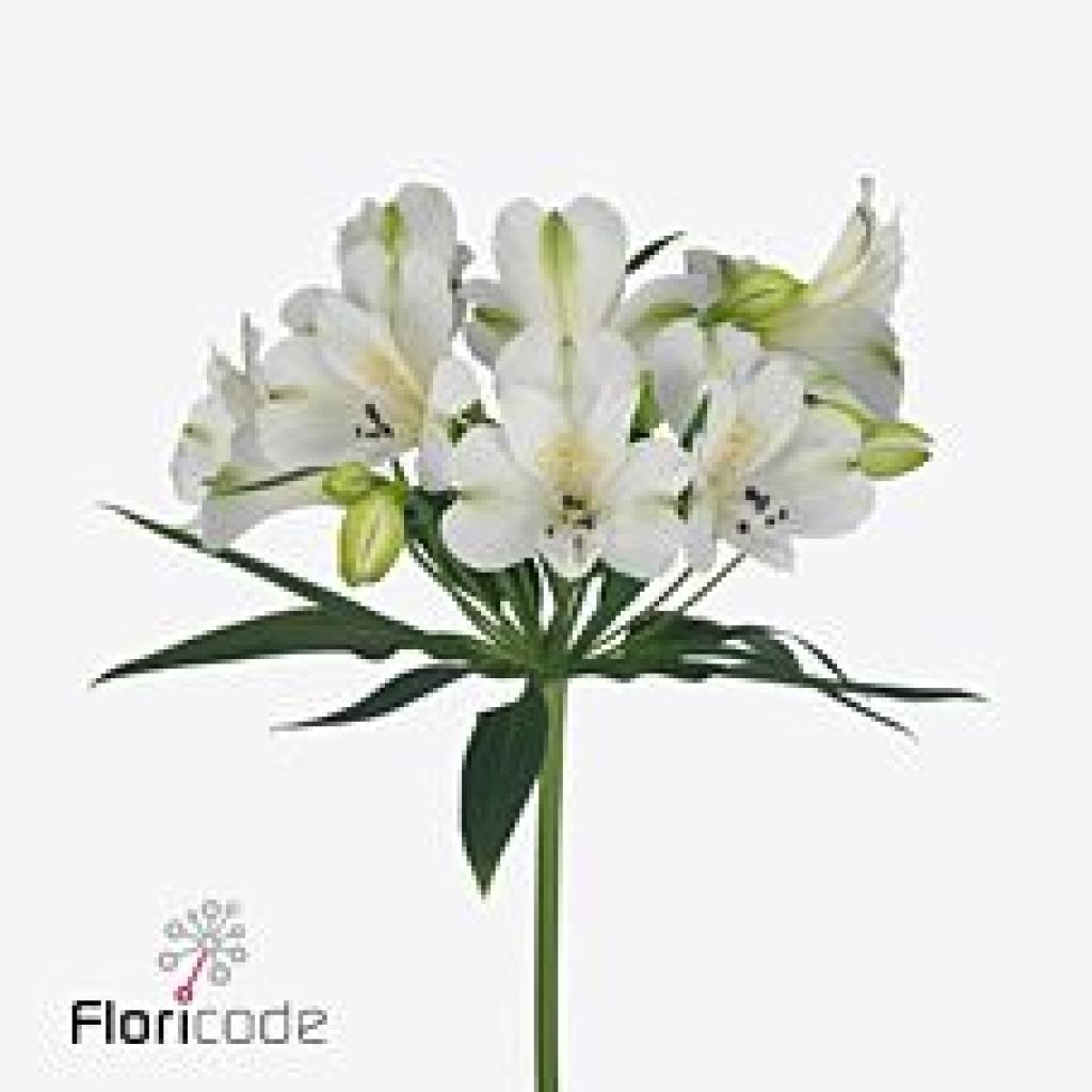 Fresh Flowers Wholesale UK | Wedding Flowers |Triangle Nursery