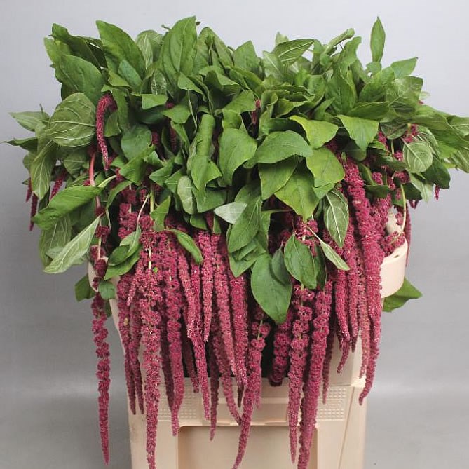 Buy Amaranthus Wholesale Flowers online | Wedding Flowers | Triangle ...
