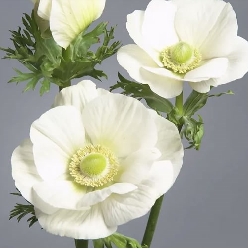 Buy fresh cut Anemones | Wholesale Flowers & Florist Supplies UK