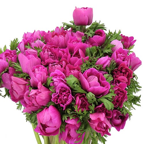 Buy fresh cut Anemones | Wholesale Flowers & Florist Supplies UK