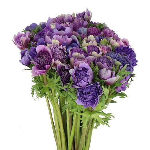 Buy fresh cut Anemones | Wholesale Flowers & Florist Supplies UK