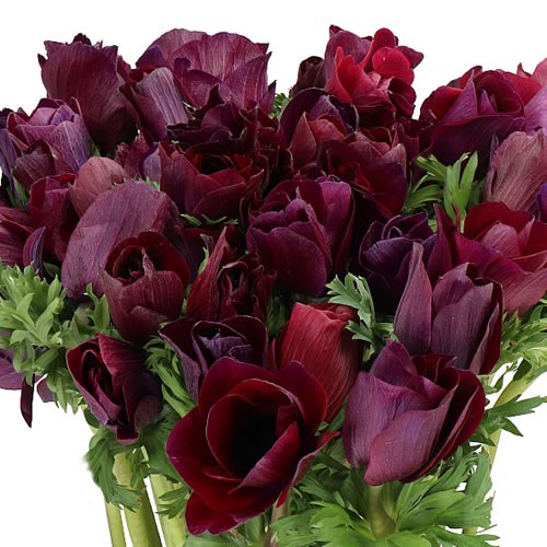 Buy fresh cut Anemones | Wholesale Flowers & Florist Supplies UK