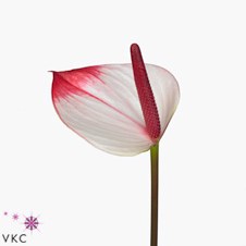 Anthuriums | Wholesale Flowers & Florist Supplies UK