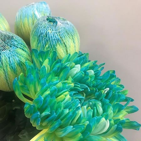Chrysanth Blooms Dyed