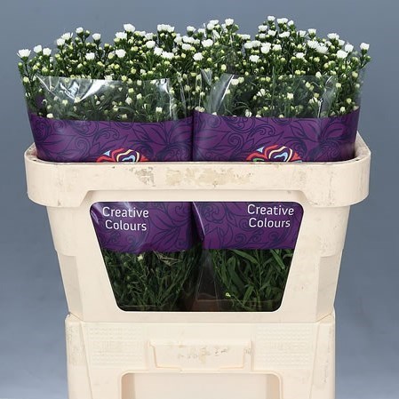 Buy Aster Wholesale Flowers Online | Wedding Flowers | Triangle Nursery