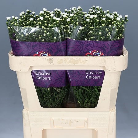 Buy Aster Wholesale Flowers Online | Wedding Flowers | Triangle Nursery