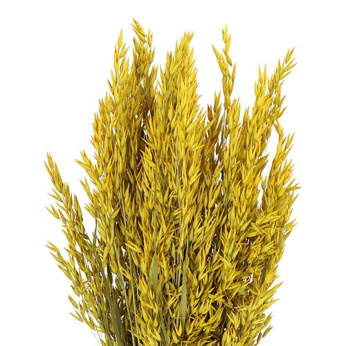 Dried Flowers & Foliage | Preserved Foliage | Wholesale Dried Flowers ...