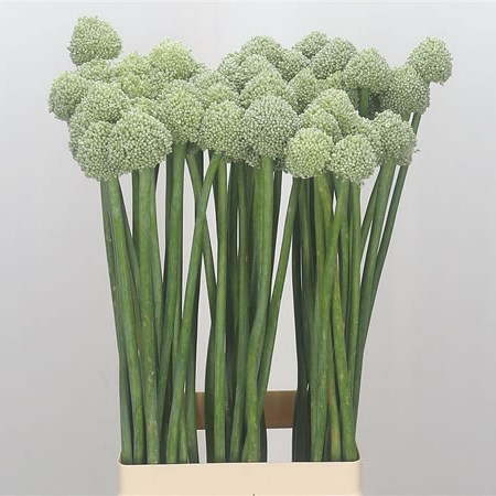 Buy Alliums & Ornithogalum | Wholesale Flowers UK | Wedding Flowers ...