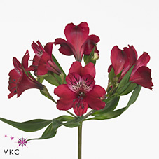 Buy Alstroemeria Wholesale Flowers online | Wedding Flowers | Triangle ...