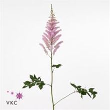 Buy Astilbe Wholesale Flowers Online | Wedding Flowers | Triangle Nursery