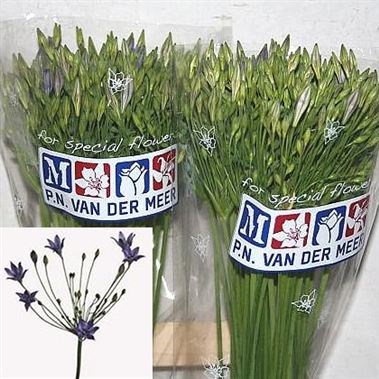 Brodea | Wholesale Flowers UK | Wedding Flowers | Triangle Nursery
