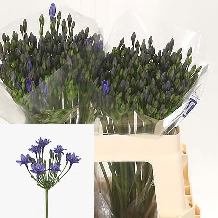BRODEA CORRINA 60cm | Wholesale Dutch Flowers & Florist Supplies UK