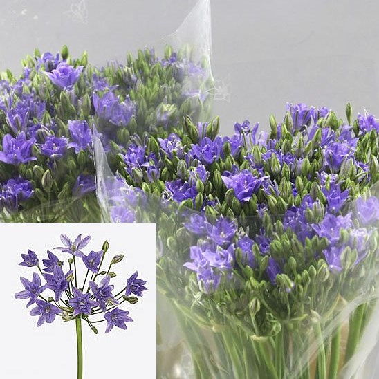 Brodea | Wholesale Flowers UK | Wedding Flowers | Triangle Nursery