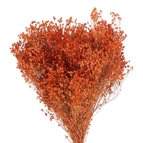 Dried Flowers & Foliage | Preserved Foliage | Wholesale Dried Flowers ...