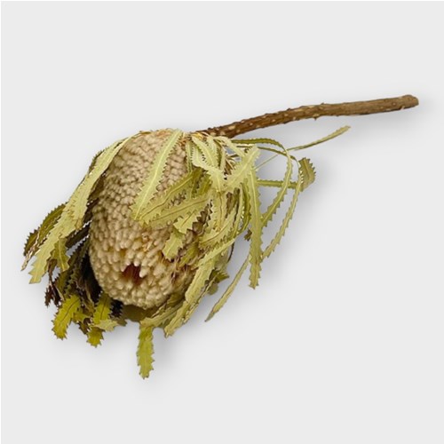 Dried Flowers & Foliage | Preserved Foliage | Everlasting Dried Flower ...