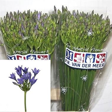 Brodea | Wholesale Flowers UK | Wedding Flowers | Triangle Nursery