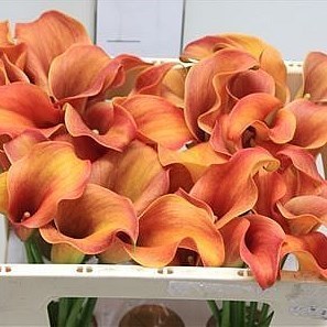 Calla Lilies | Wholesale Flowers UK | Wedding Flowers | Triangle Nursery