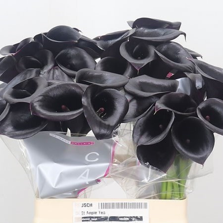 CALLA LILY DENVER 70cm | Wholesale Dutch Flowers & Florist Supplies UK