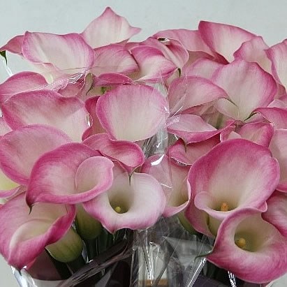 Calla Lilies | Wholesale Flowers UK | Wedding Flowers | Triangle Nursery