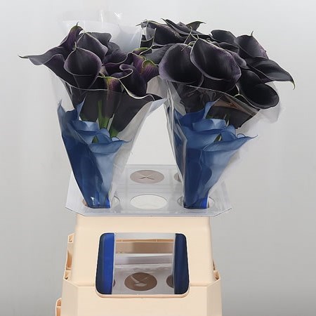 CALLA LILY CAPTAIN BERETTA 55cm | Wholesale Dutch Flowers & Florist ...