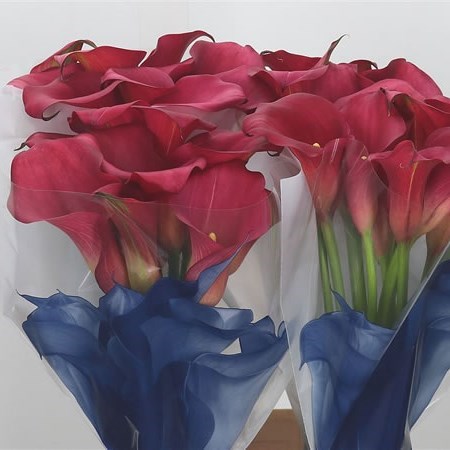 Calla Lilies | Wholesale Flowers UK | Wedding Flowers | Triangle Nursery