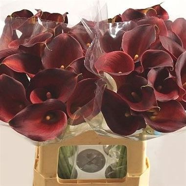 Zantedeschia Gold Medal zanted ov gold medal