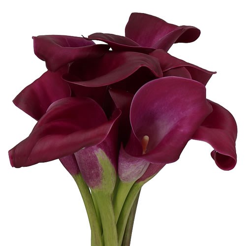 Calla Lilies | Wholesale Flowers UK | Wedding Flowers | Triangle Nursery