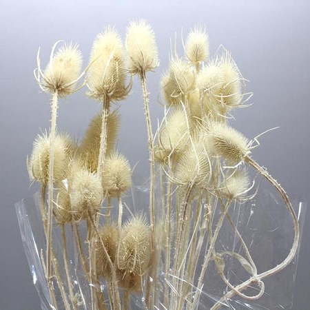 Dried Flowers & Foliage | Preserved Foliage | Wholesale Dried Flowers ...