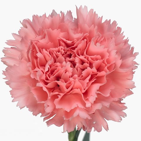 Carnation Bridal White | Wholesale Flowers & Florist Supplies UK
