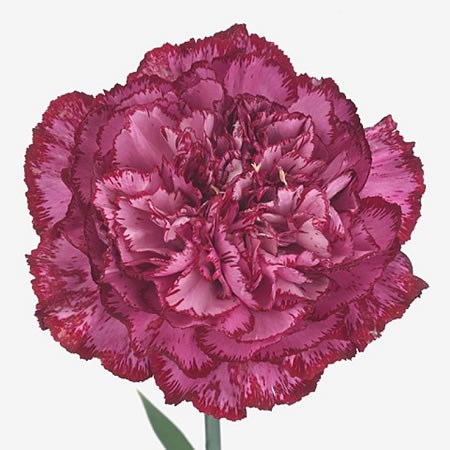 Carnation Standard | Wholesale Flowers UK | Wedding Flowers | Triangle ...