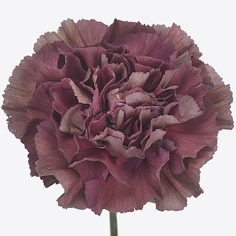 CARNATION APPLE TEA 60cm | Wholesale Dutch Flowers & Florist Supplies UK