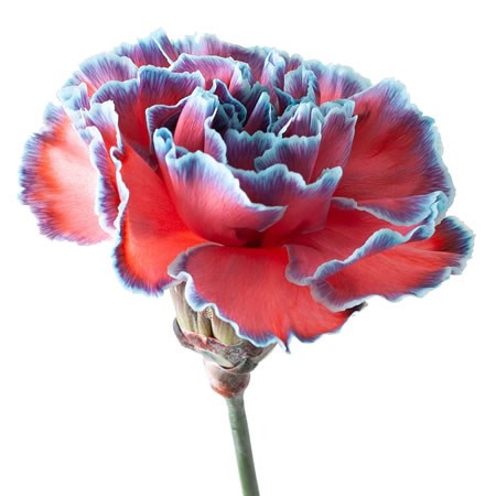 Dyed Carnations | Wholesale Dutch Flowers Direct & Florist Supplies UK