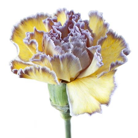 Dyed Carnations | Wholesale Dutch Flowers Direct & Florist Supplies UK
