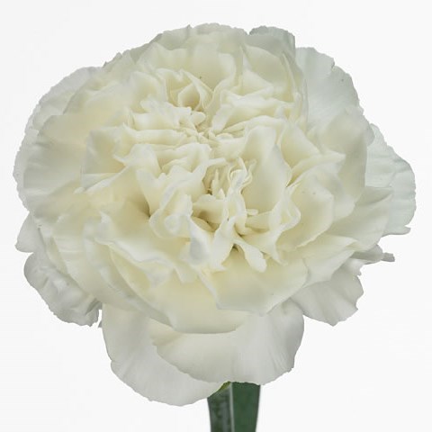 Carnation Standard | Wholesale Flowers UK | Wedding Flowers | Triangle ...