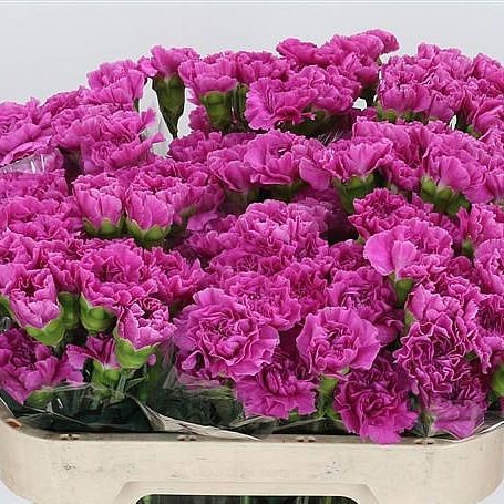 Carnation Standard | Wholesale Flowers UK | Wedding Flowers | Triangle ...