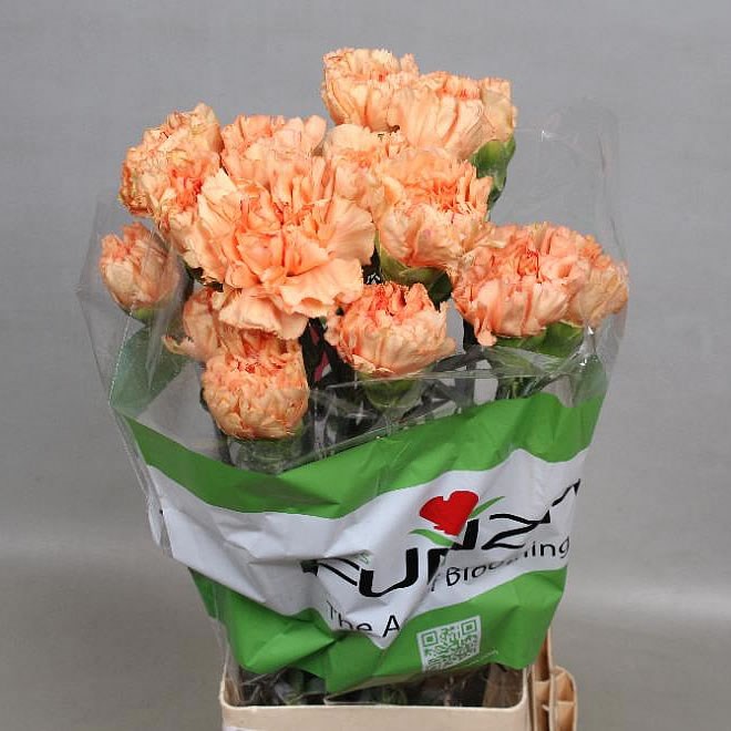 Carnation Standard | Wholesale Flowers UK | Wedding Flowers | Triangle ...