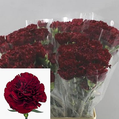 Carnation Standard | Wholesale Flowers UK | Wedding Flowers | Triangle ...