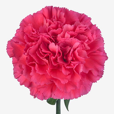 Carnation Standard | Wholesale Flowers UK | Wedding Flowers | Triangle ...
