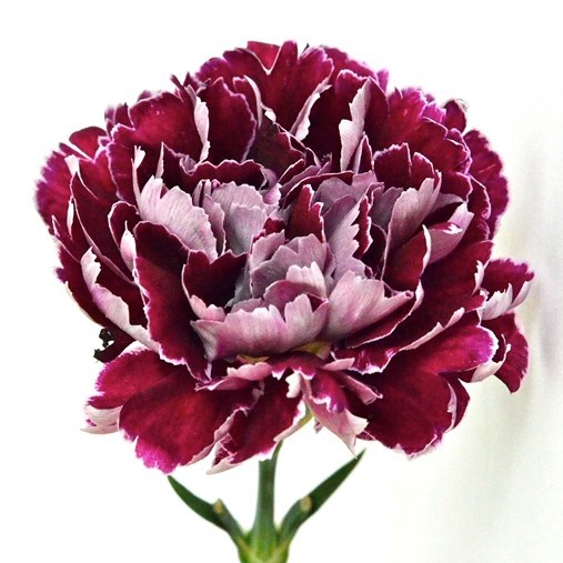Carnation Standard | Wholesale Flowers UK | Wedding Flowers | Triangle ...