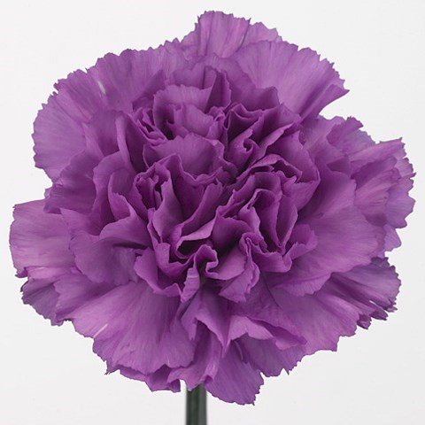 Carnation Standard | Wholesale Flowers UK | Wedding Flowers | Triangle ...