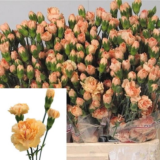 CARNATION SPR. HAMADA 60cm | Wholesale Dutch Flowers & Florist Supplies UK