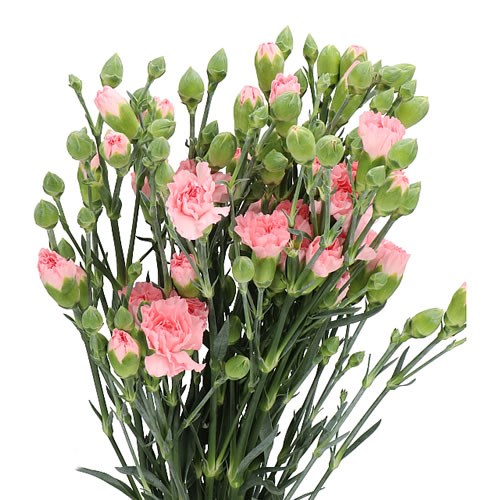 Spray Carnations | Wholesale Flowers & Florist Supplies UK