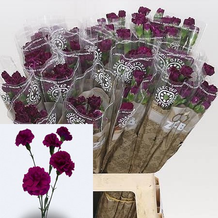 Spray Carnations Bubblegum Pink | Wholesale Flowers & Florist Supplies UK