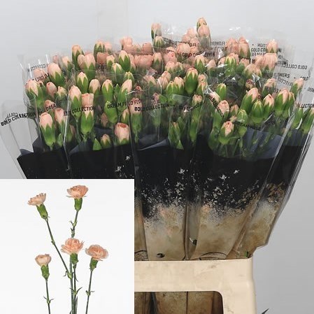 Spray Carnations | Wholesale Flowers & Florist Supplies UK